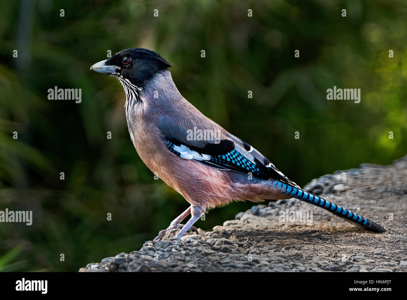 Black headed jay Stock Photo - Alamy