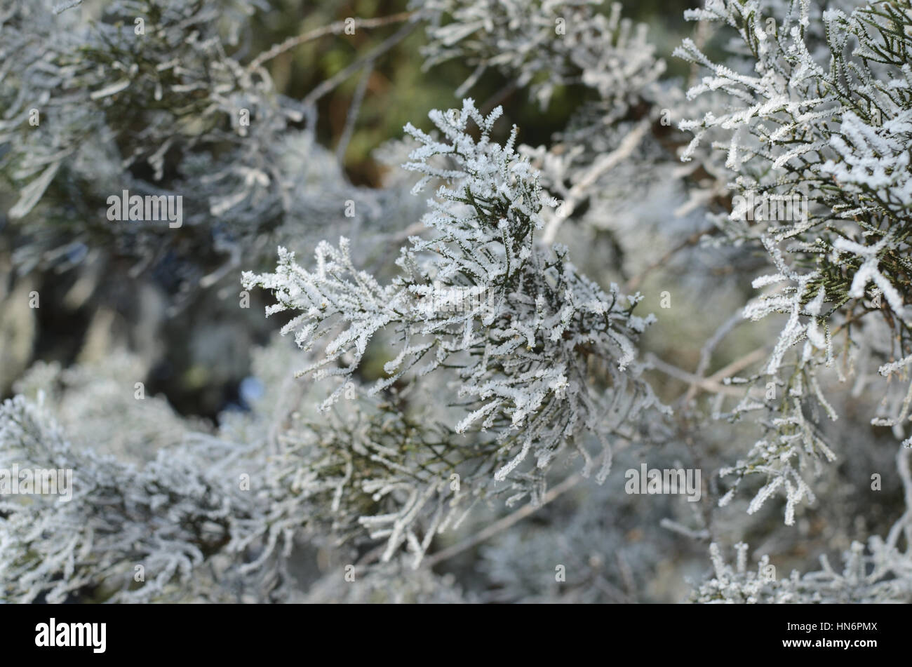 Branches of a conifer tree decorated with rime and hoar Stock Photo - Alamy