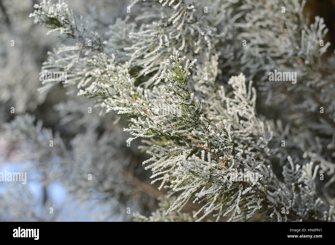 Branches of a conifer tree decorated with hoarfrost Stock Photo - Alamy