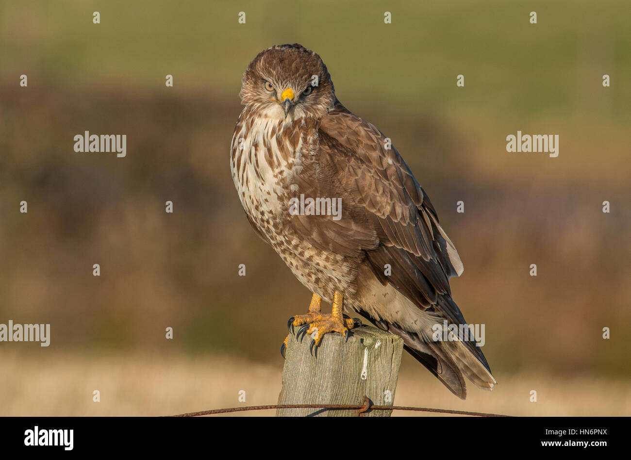 Buzzard with large wingspan hi-res stock photography and images - Alamy