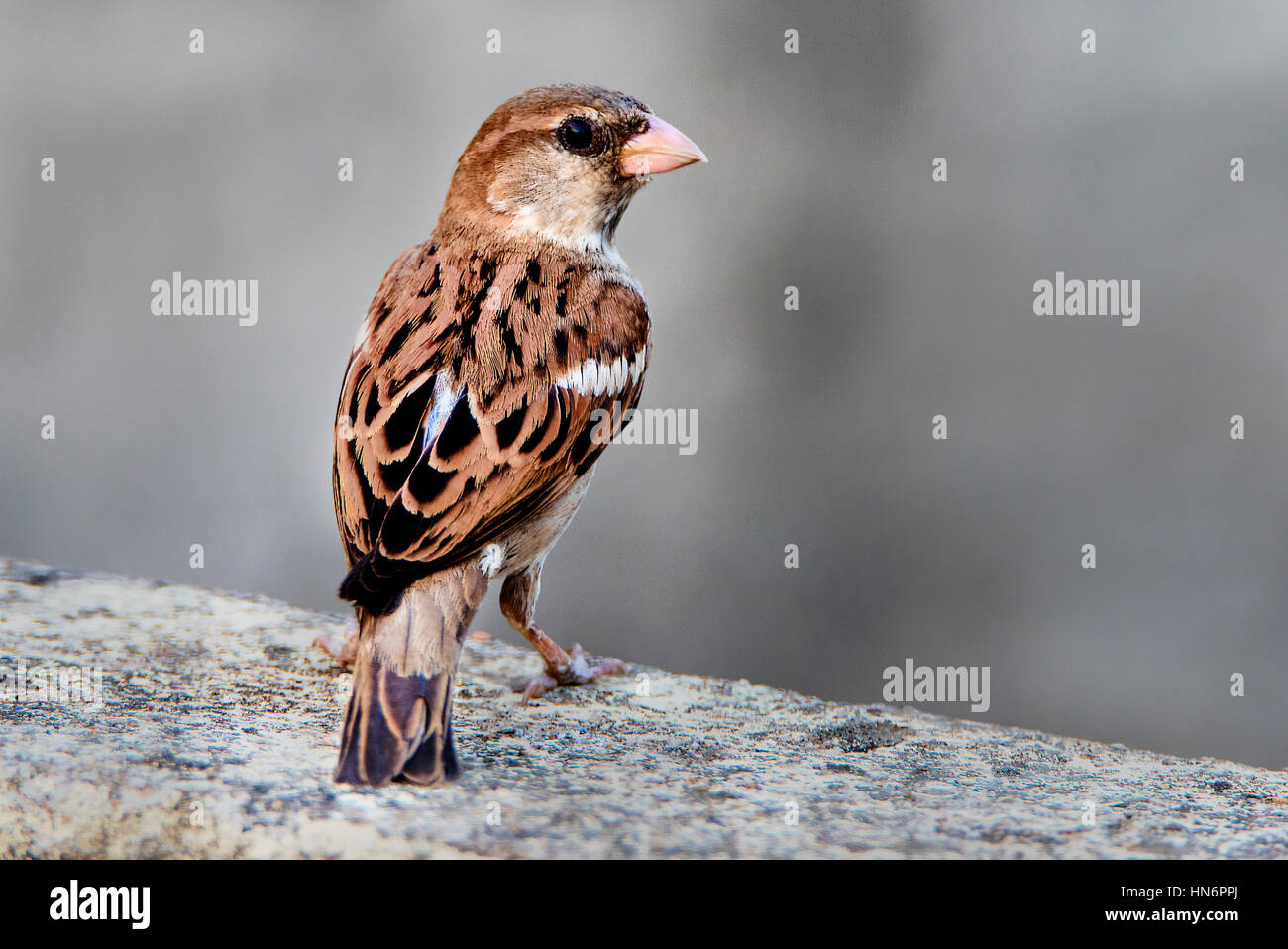 Sparrow wings hi-res stock photography and images - Alamy