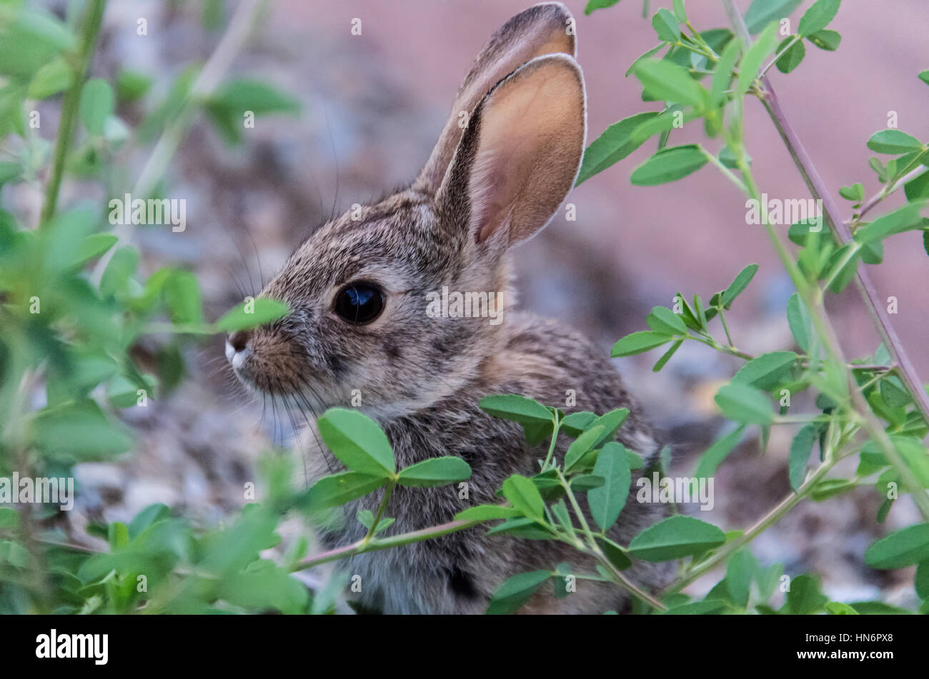 Desert cottontail rabbit baby High Resolution Stock Photography and ...