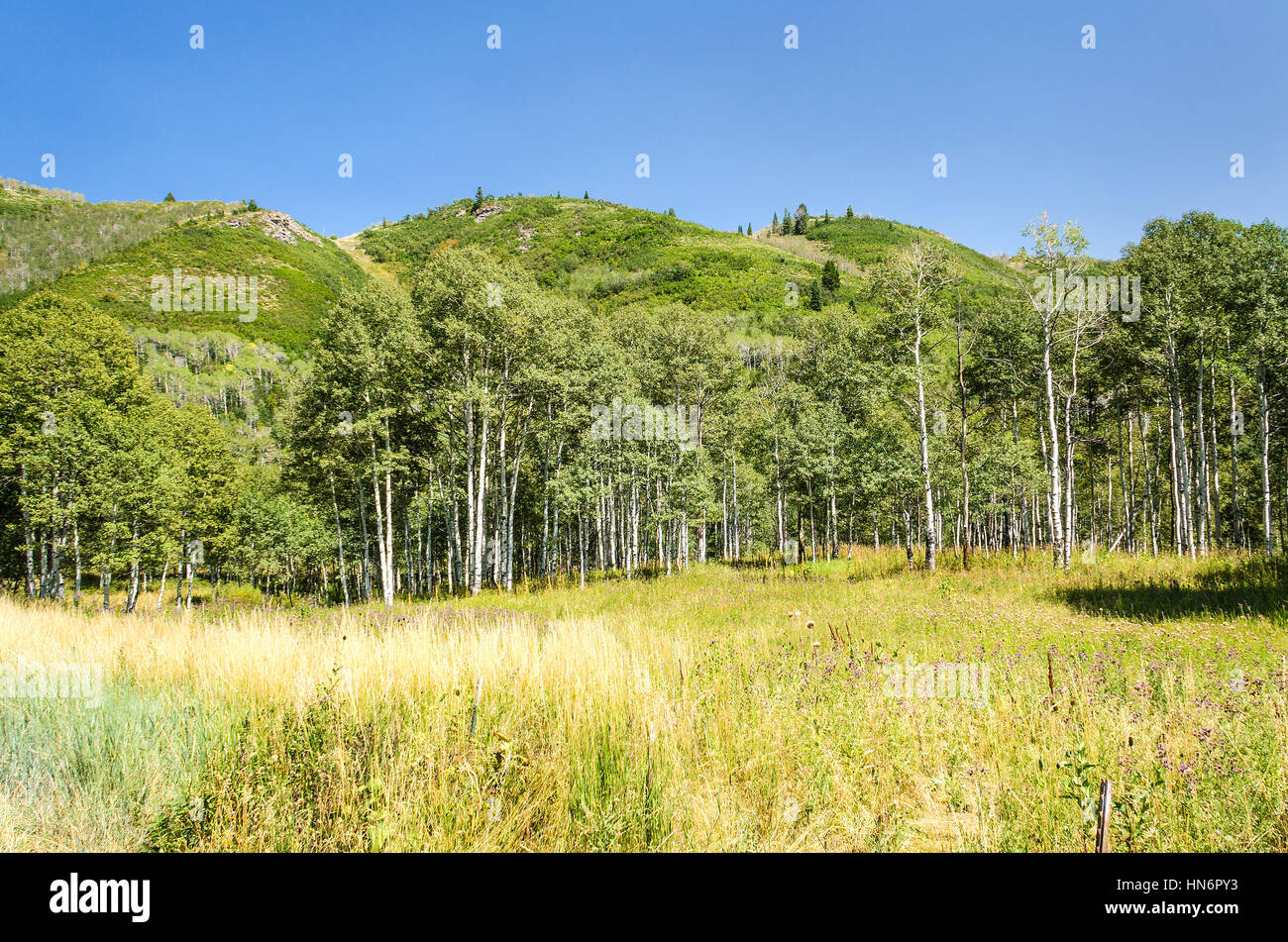 Meadow and forest with hills in in Utah's Wasatch Range Stock Photo - Alamy