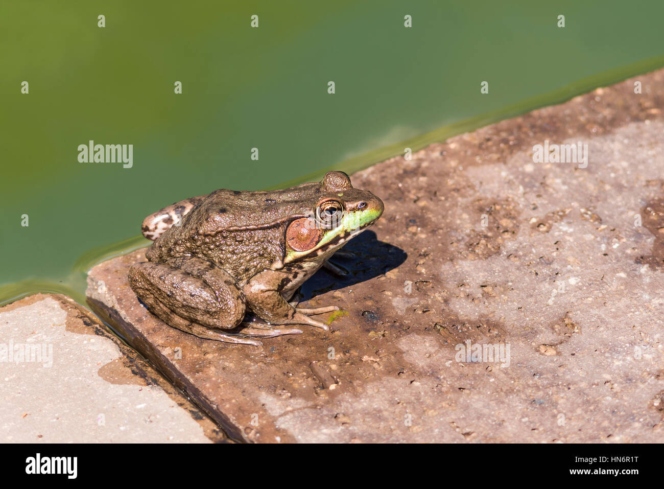 Large green toad frog sitting by dirty pond Stock Photo - Alamy