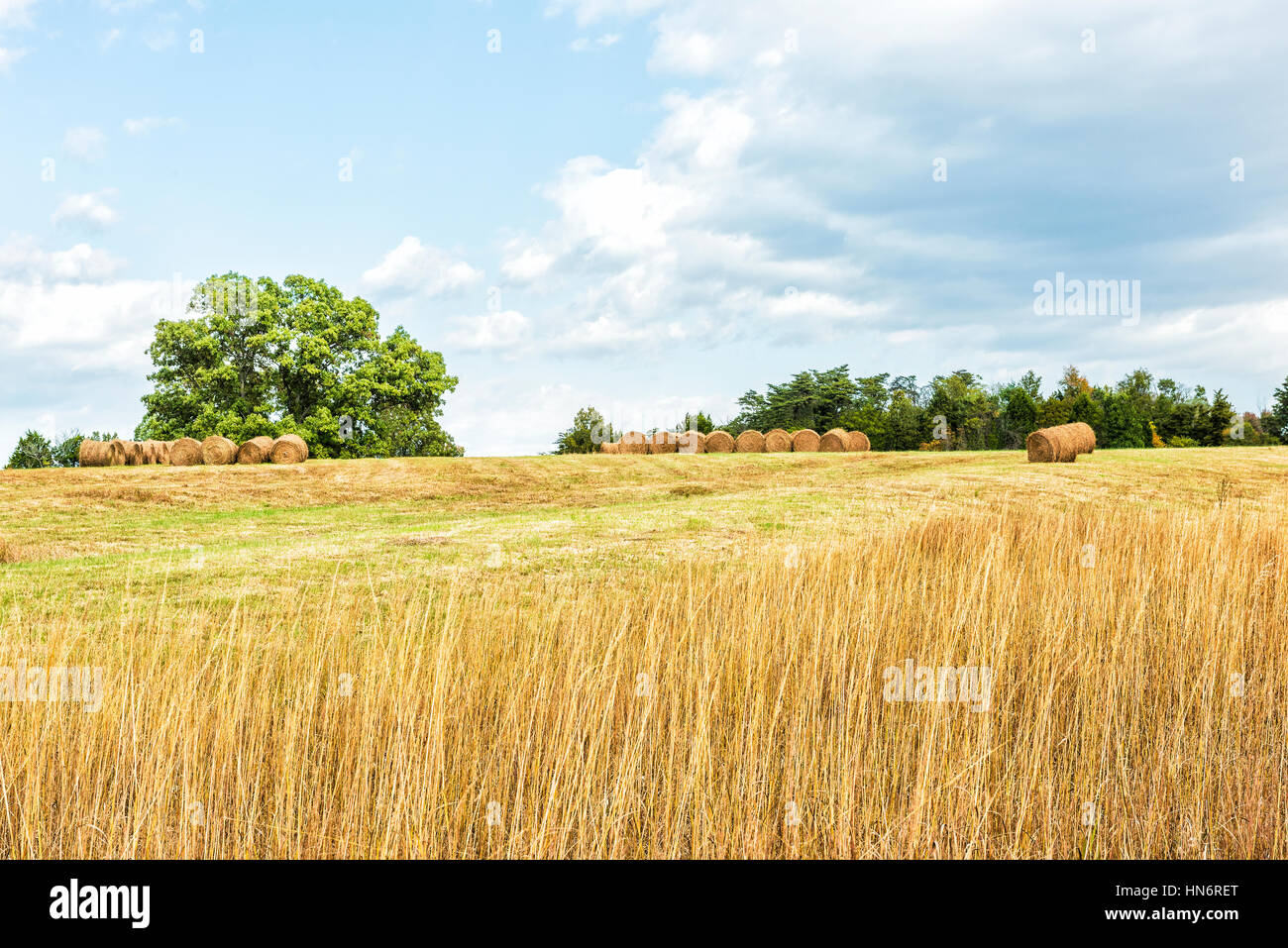 Hay roll bales on countryside field with tall dry grass Stock Photo - Alamy