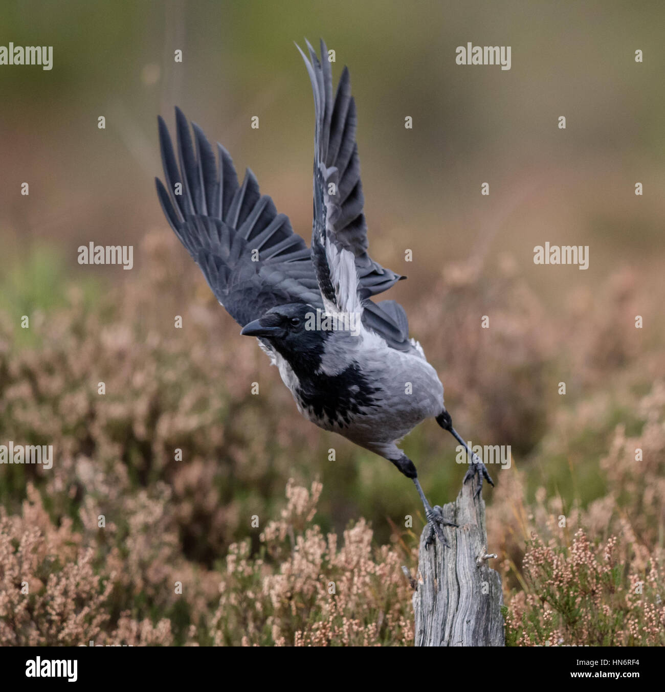 hooded crow with raised wings taking off from its post Stock Photo - Alamy