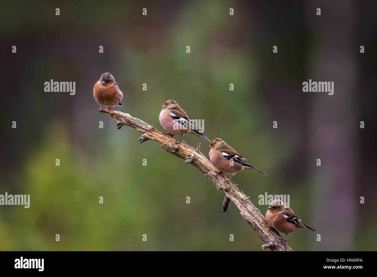 Four birds on a branch hi-res stock photography and images - Alamy