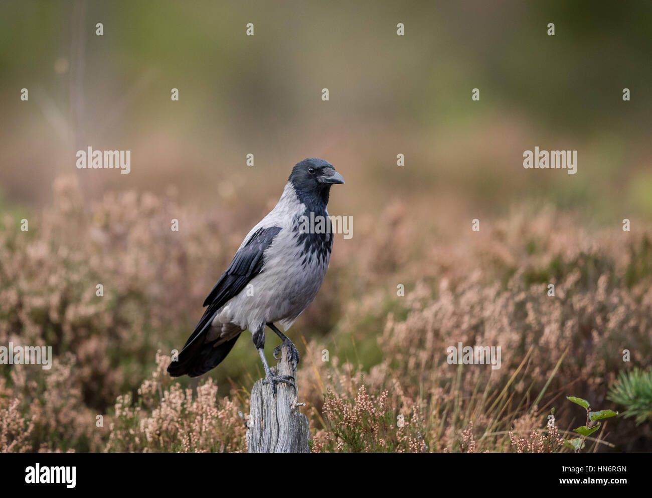 hooded crow sitting on stump tree with autumn color background Stock ...