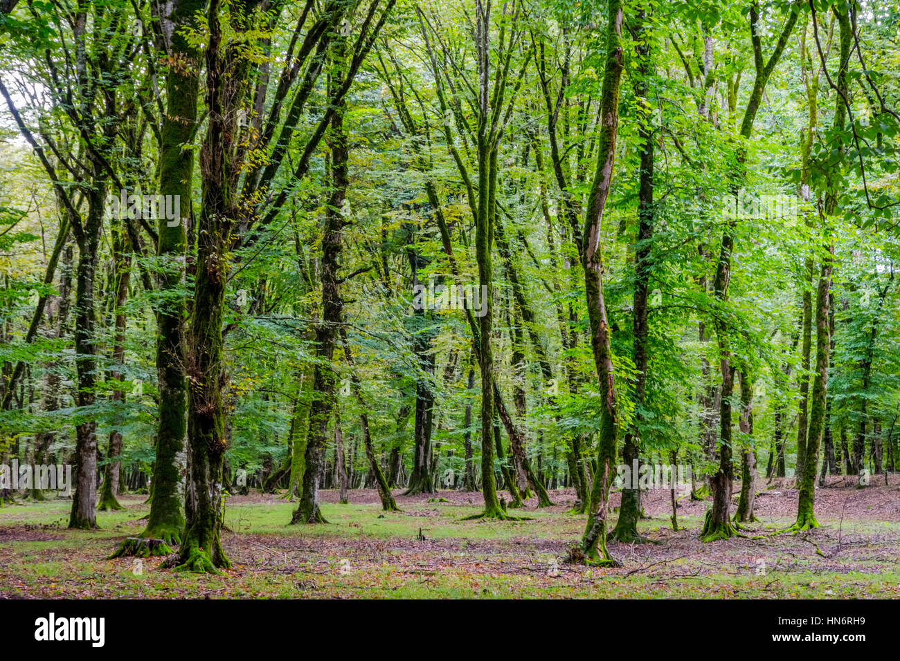 Mossy tree trunk wooden hi-res stock photography and images - Alamy
