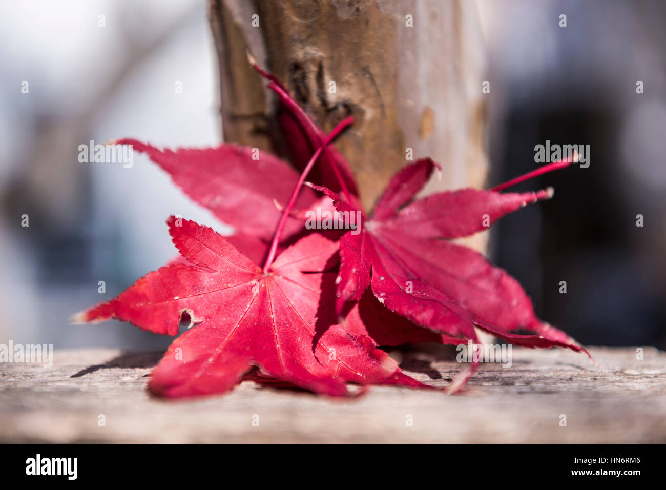 Dark red japanese maple tree hi-res stock photography and images - Alamy