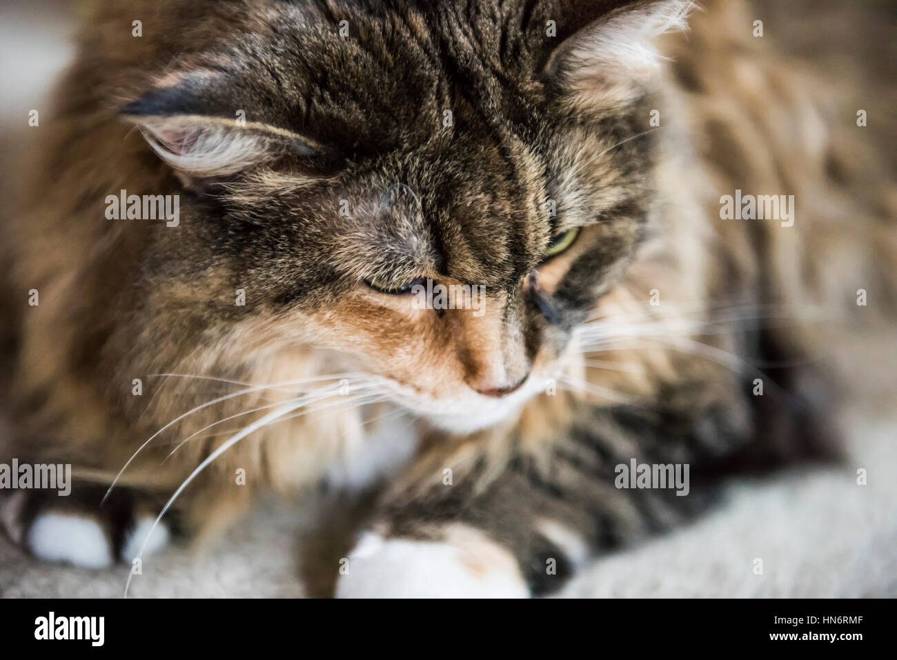 Closeup of angry cat looking down with paws Stock Photo - Alamy