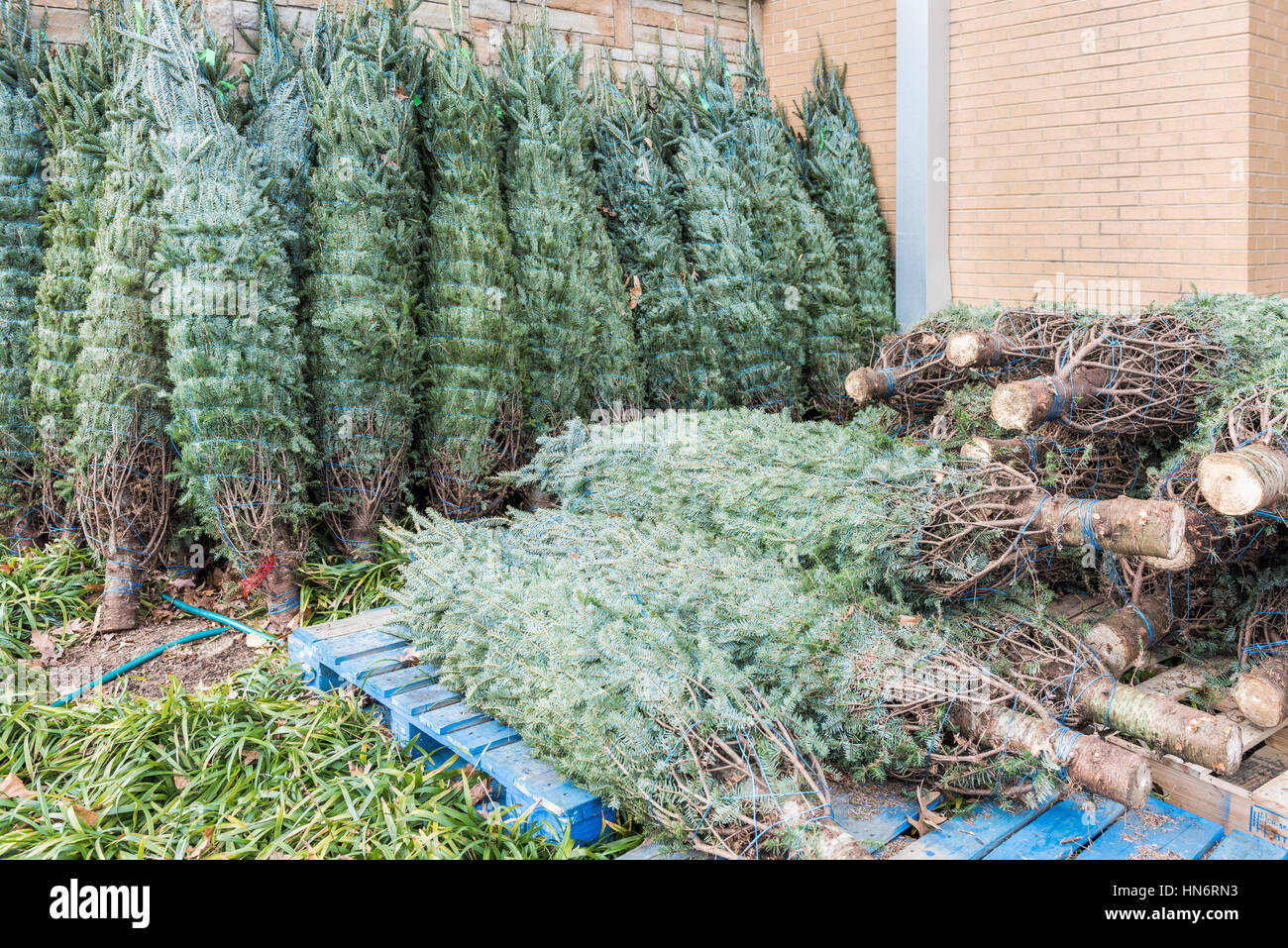 Bunch of Christmas trees wrapped up for sale and shipping Stock Photo ...