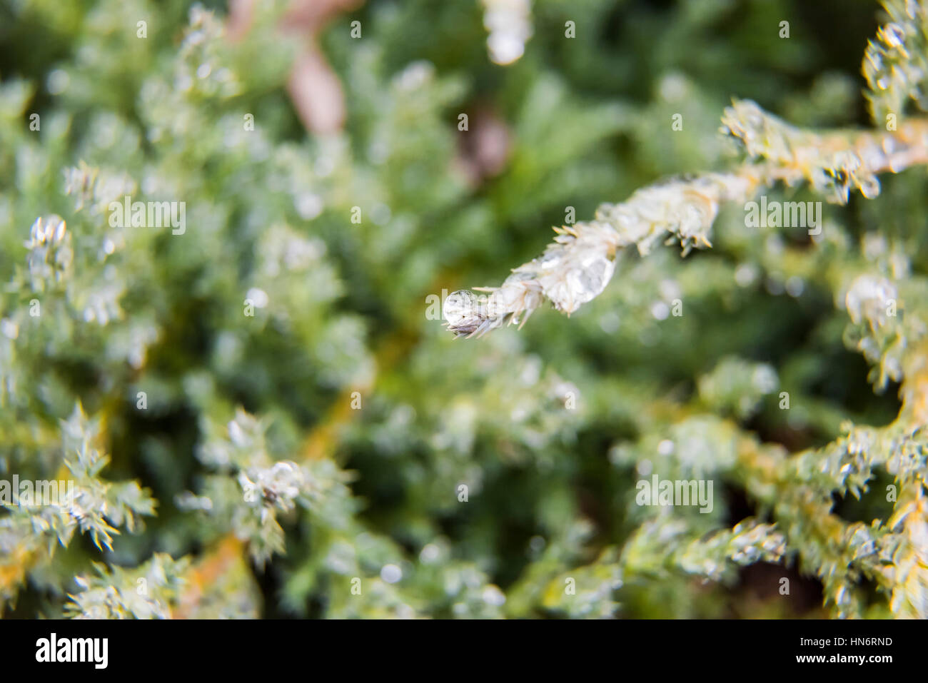 Frost water drops on juniper tree Stock Photo - Alamy