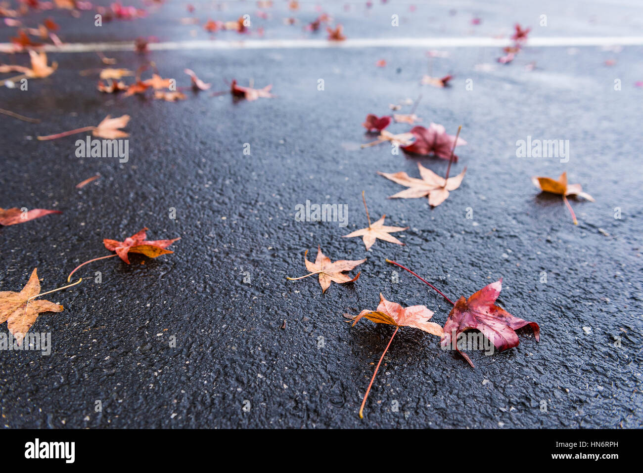 Wet fallen maple leaves hi-res stock photography and images - Alamy