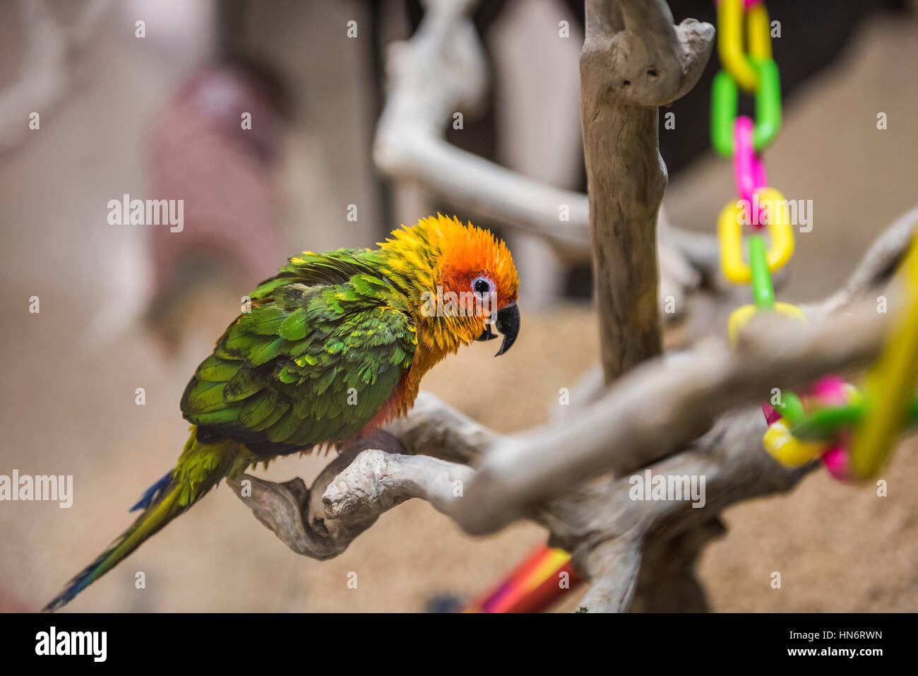 Sun fancy conure colorful parrot from the side with green feathers ...