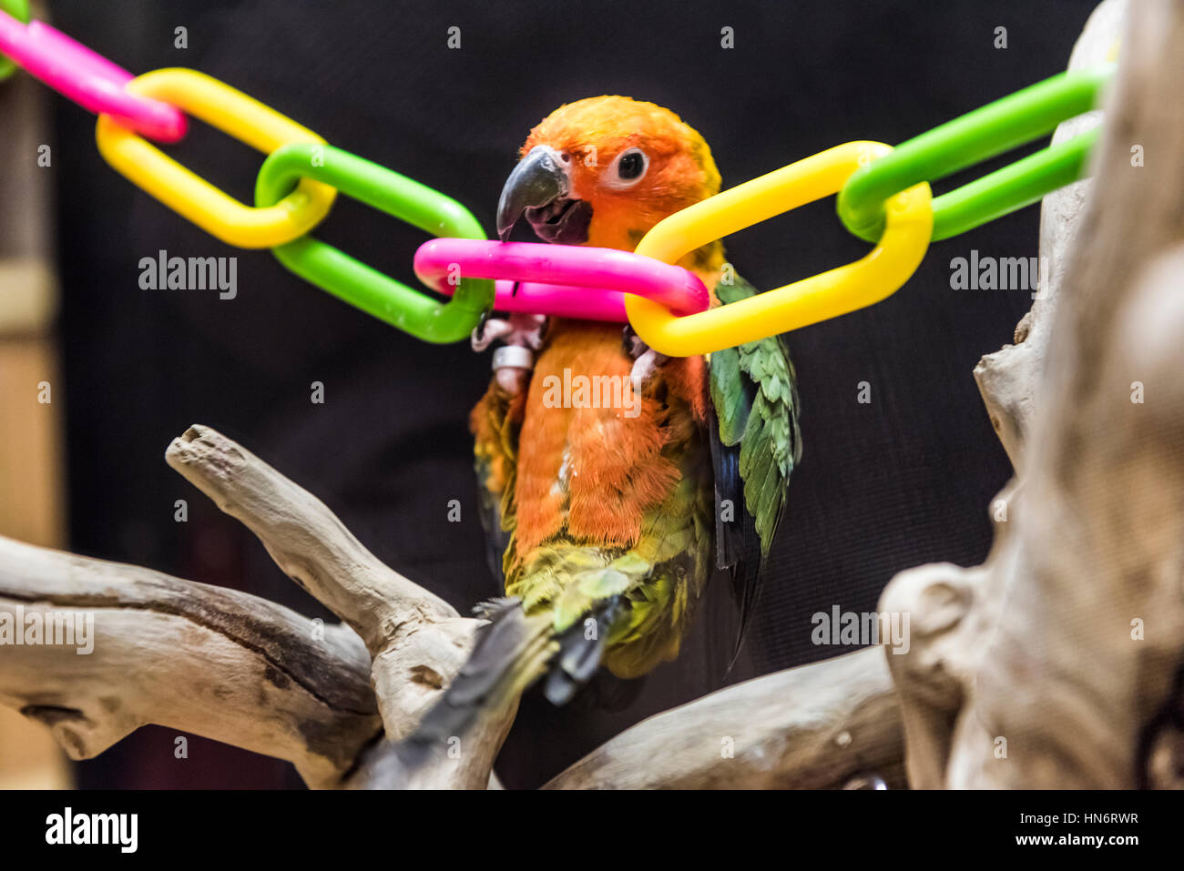 Sun fancy conure colorful parrot swinging on plastic chain playing ...
