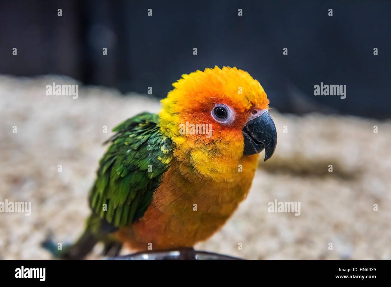 Sun fancy conure colorful parrot eating from bowl Stock Photo - Alamy