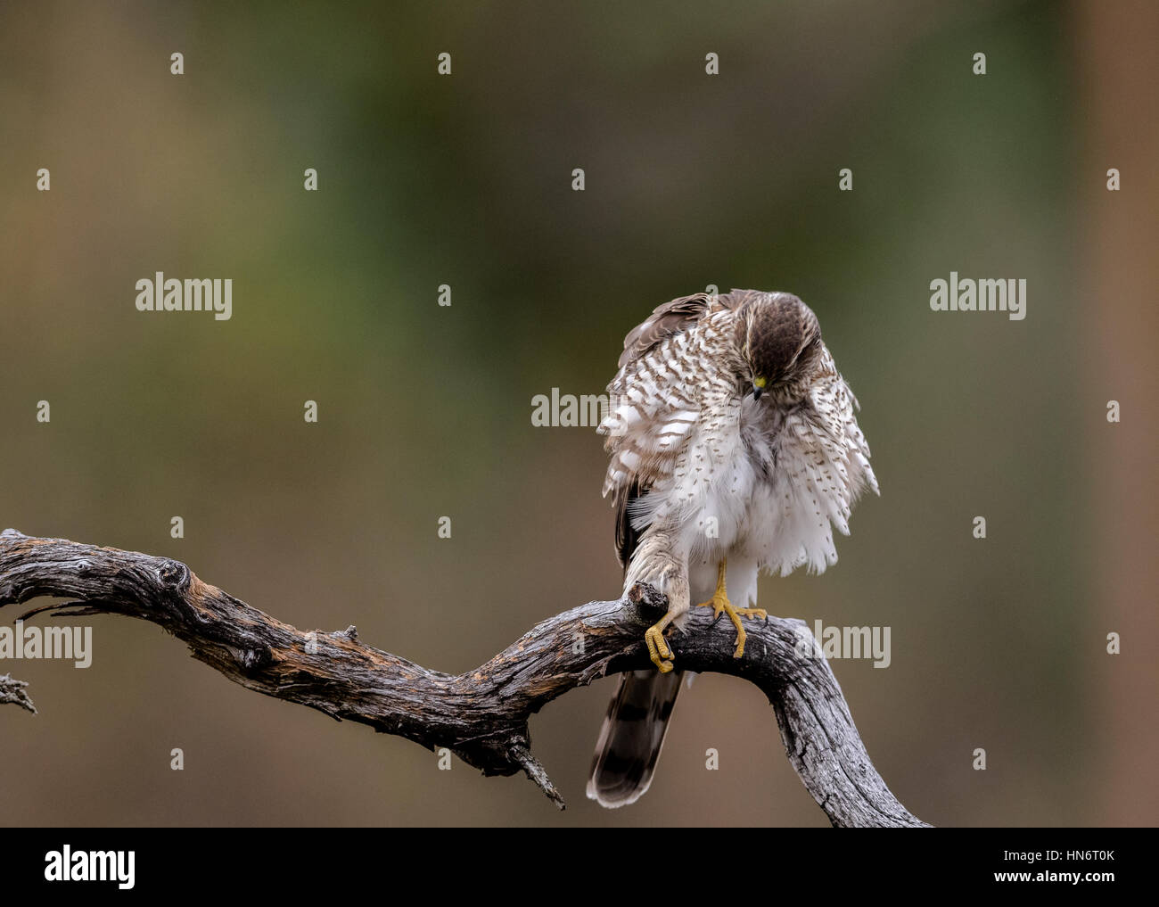Sparrow Hawk sitting on curved branch groomin feathers Copy space Stock ...