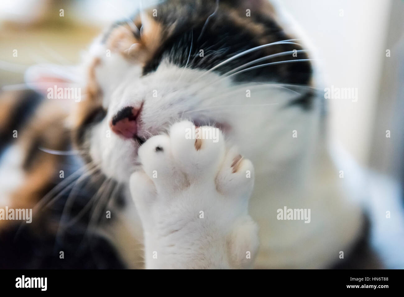 Macro closeup of calico cat licking paw Stock Photo - Alamy