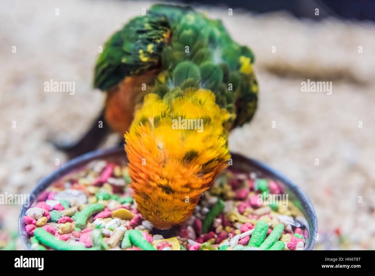 Yellow Parrot Sun Conure High Resolution Stock Photography and Images ...