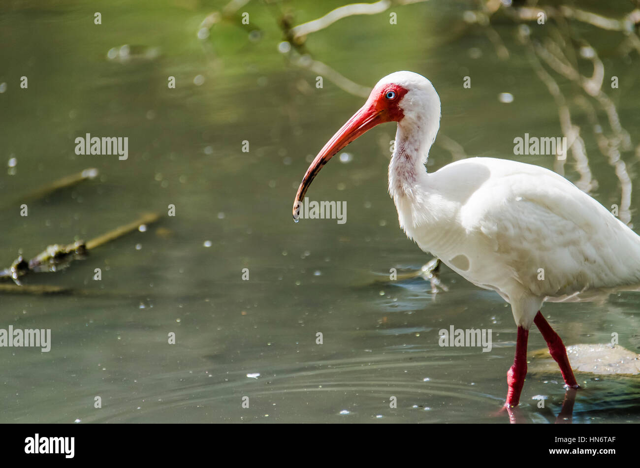 American white ibis with red curved bill and legs drinking from ponds ...