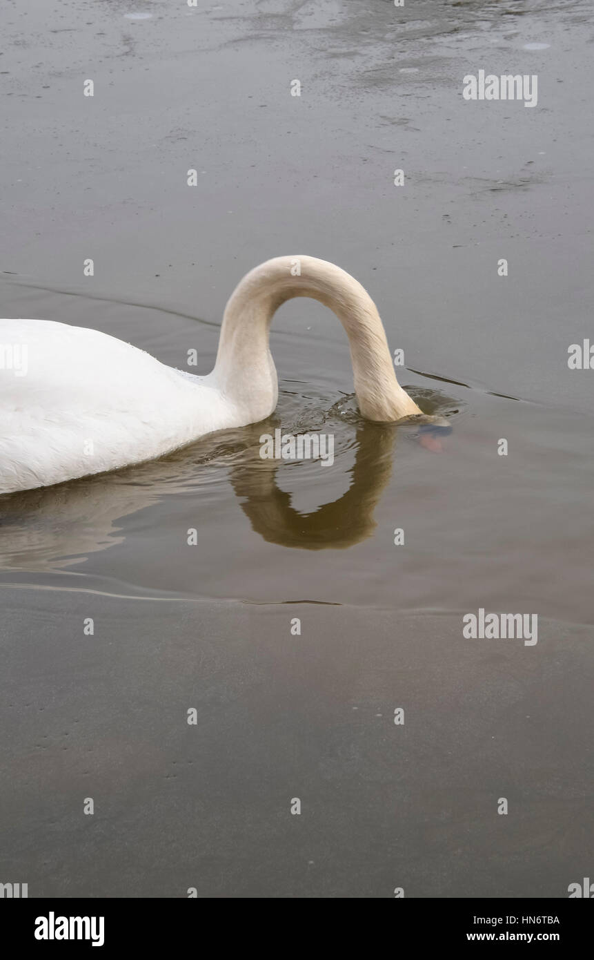 Swan head underwater hi-res stock photography and images - Alamy