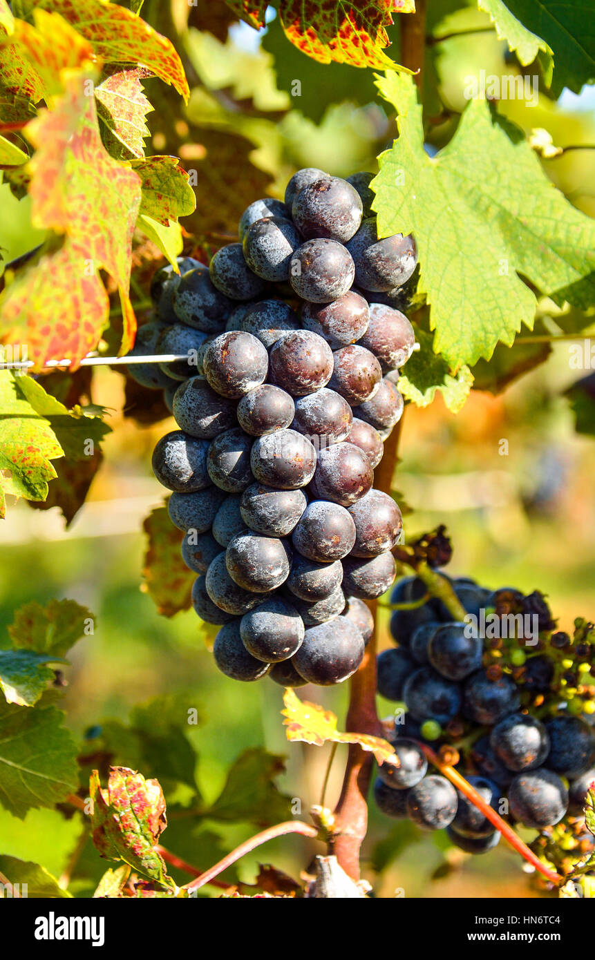 Vertical closeup of dark red wine grapes in sunlight at vineyard Stock ...