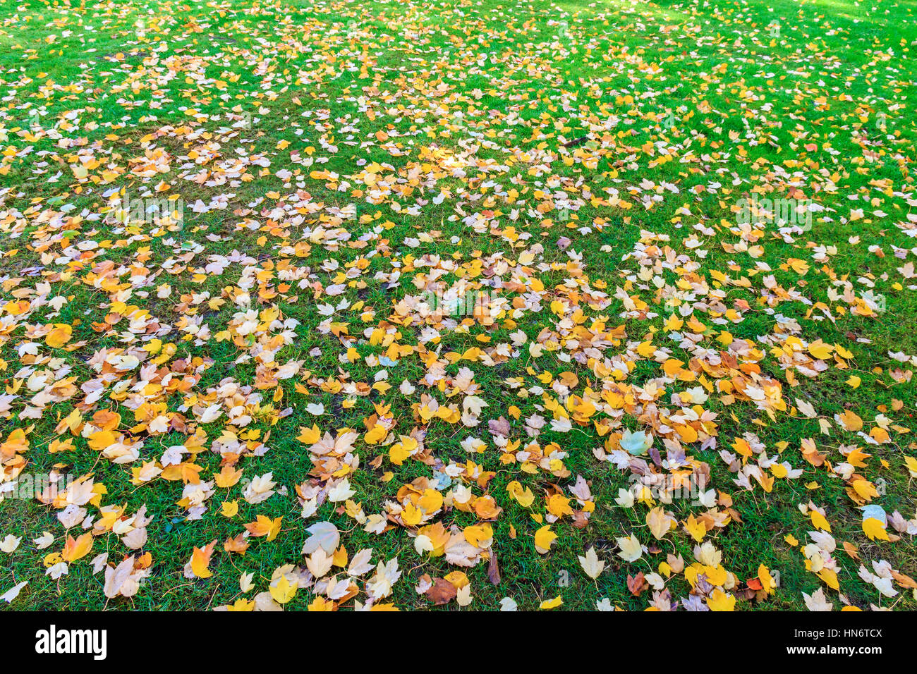Fall leaves scattering hi-res stock photography and images - Alamy