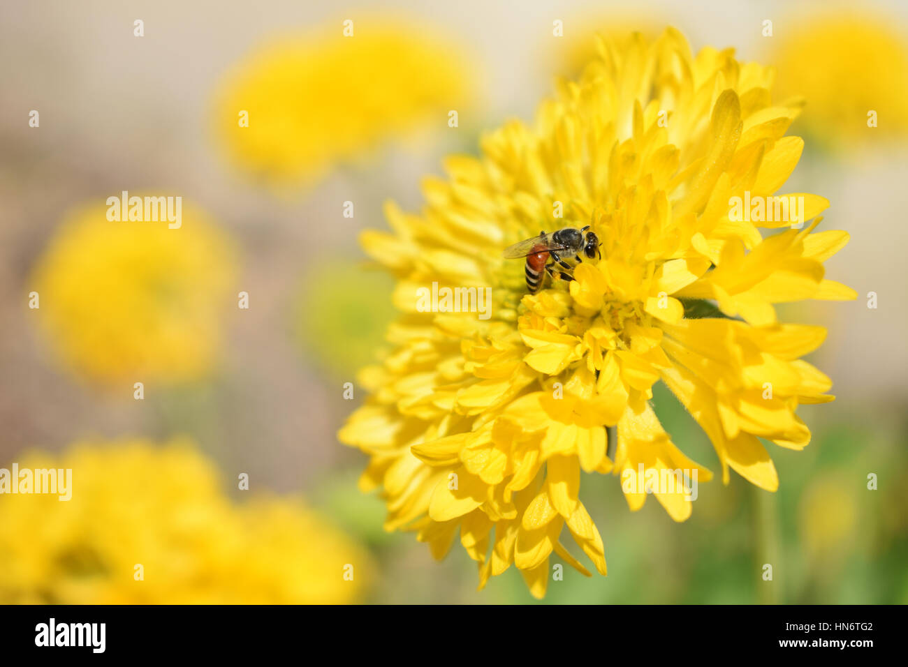 Shewanti flower hi-res stock photography and images - Alamy