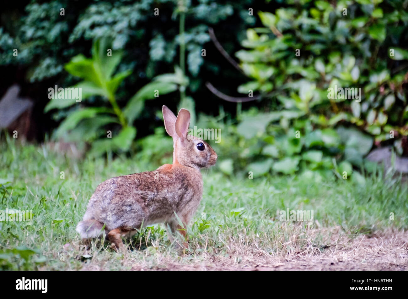 Rabbit profile hi-res stock photography and images - Alamy