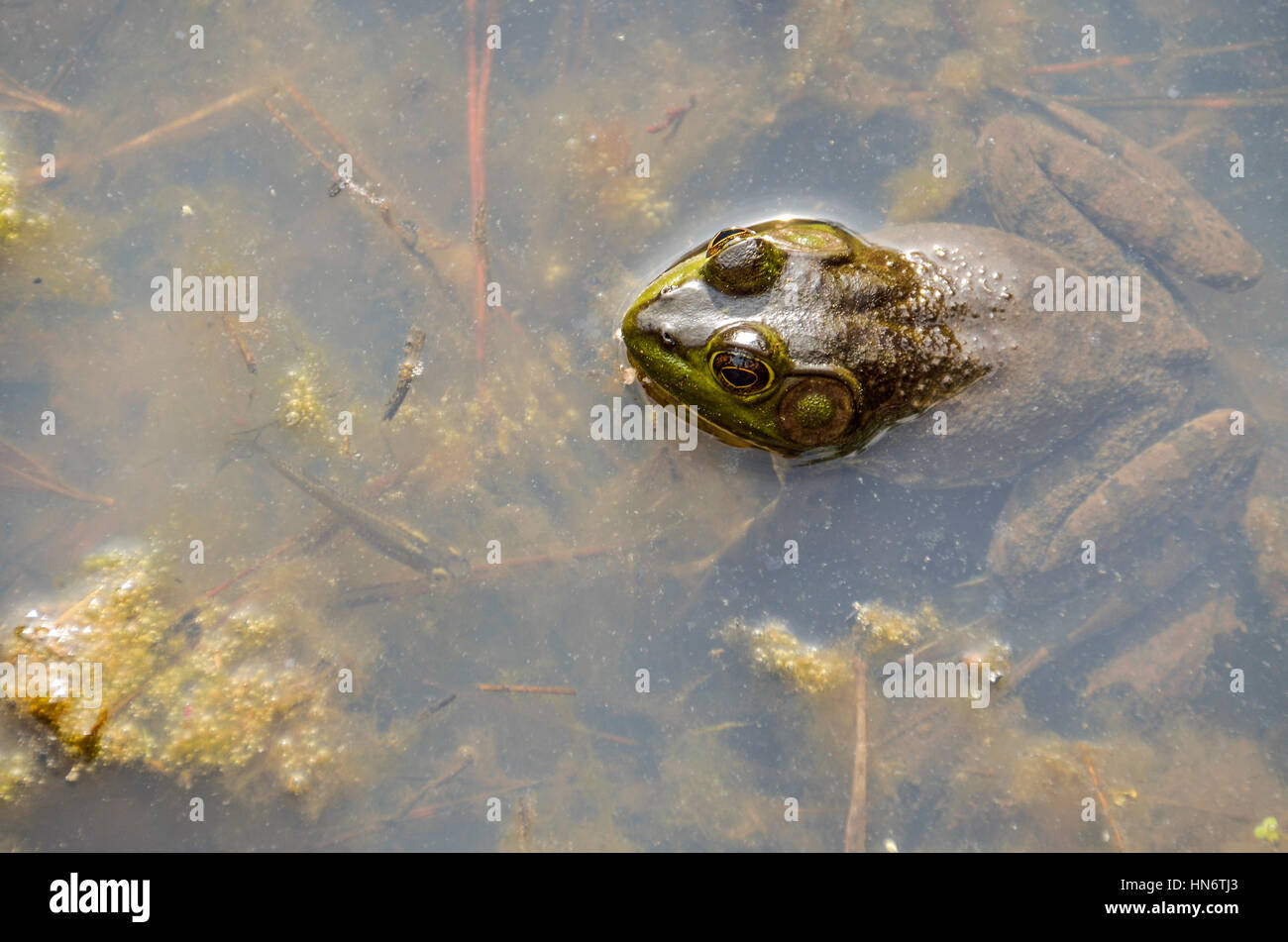 Large green toad frog sitting in dirty pond Stock Photo - Alamy