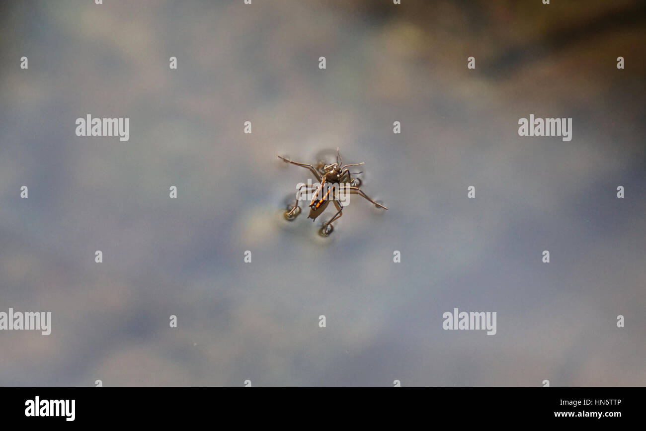 Bug on water hi-res stock photography and images - Alamy