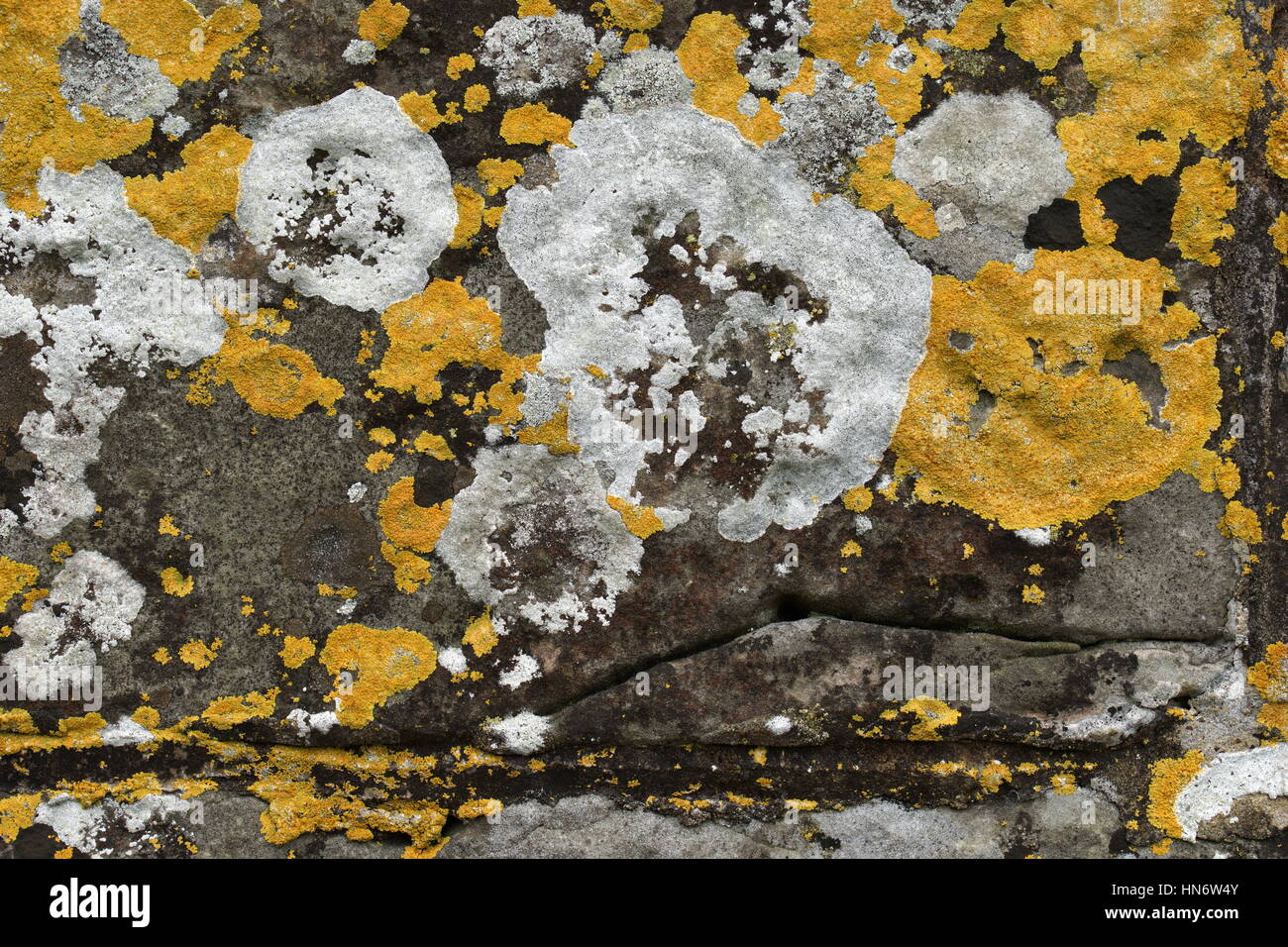yellow and white lichen on rock Stock Photo - Alamy