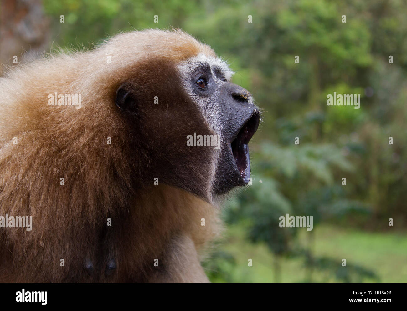 Image of hullock gibbon hi-res stock photography and images - Alamy