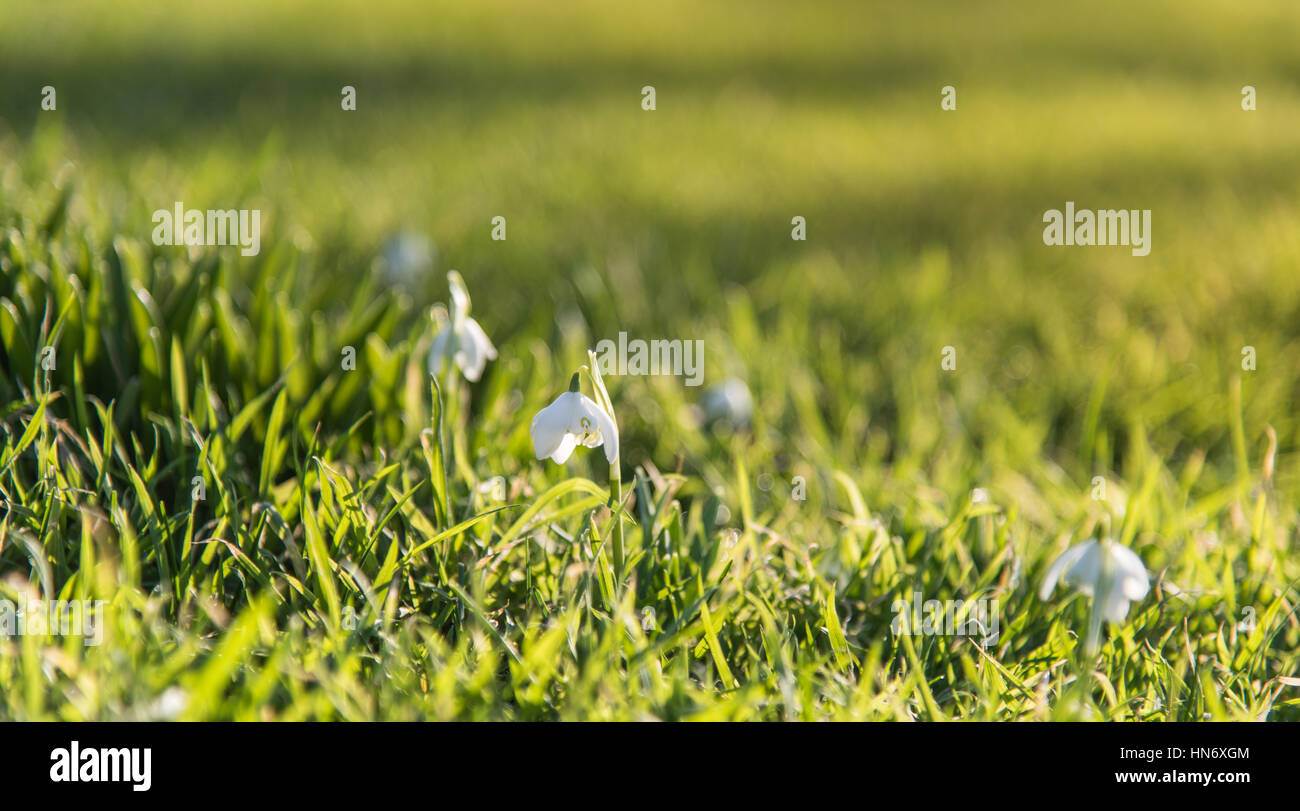 Sunshine snowdrops hi-res stock photography and images - Alamy