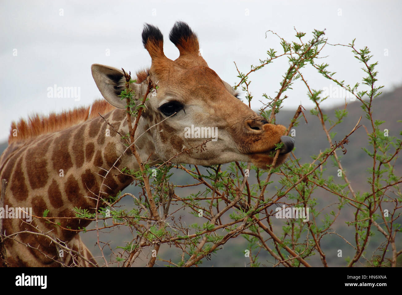 Giraffe showing it`s grey tongue while eating scrub Stock Photo - Alamy