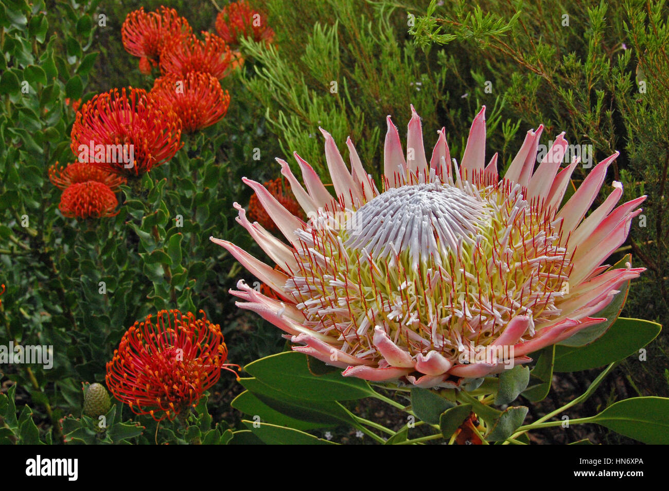 African south protea beautiful hi-res stock photography and images - Alamy