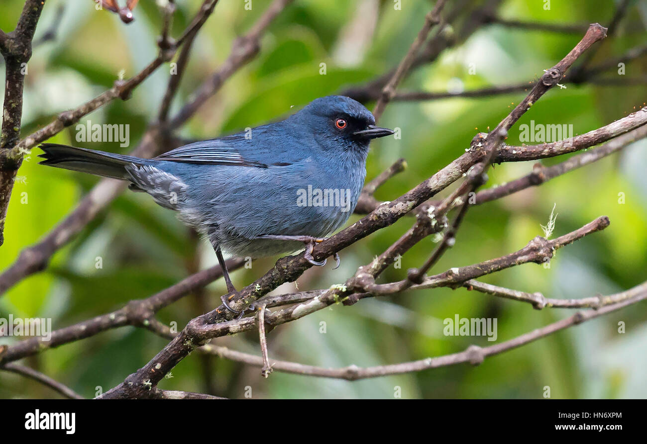 Picaflor azul hi-res stock photography and images - Alamy