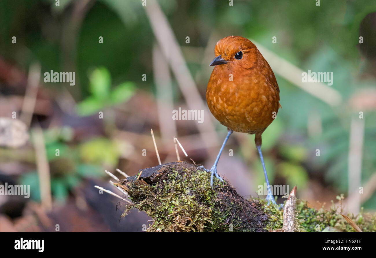 Rufous Antpitta (Grallaria rufula), Jardin, Antioquia Stock Photo - Alamy