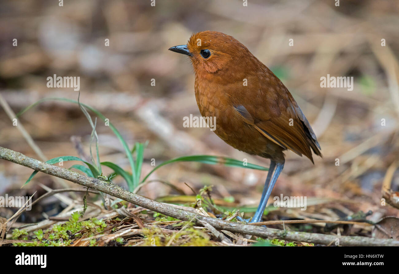 Rufous Antpitta (Grallaria rufula), Jardin, Antioquia Stock Photo - Alamy