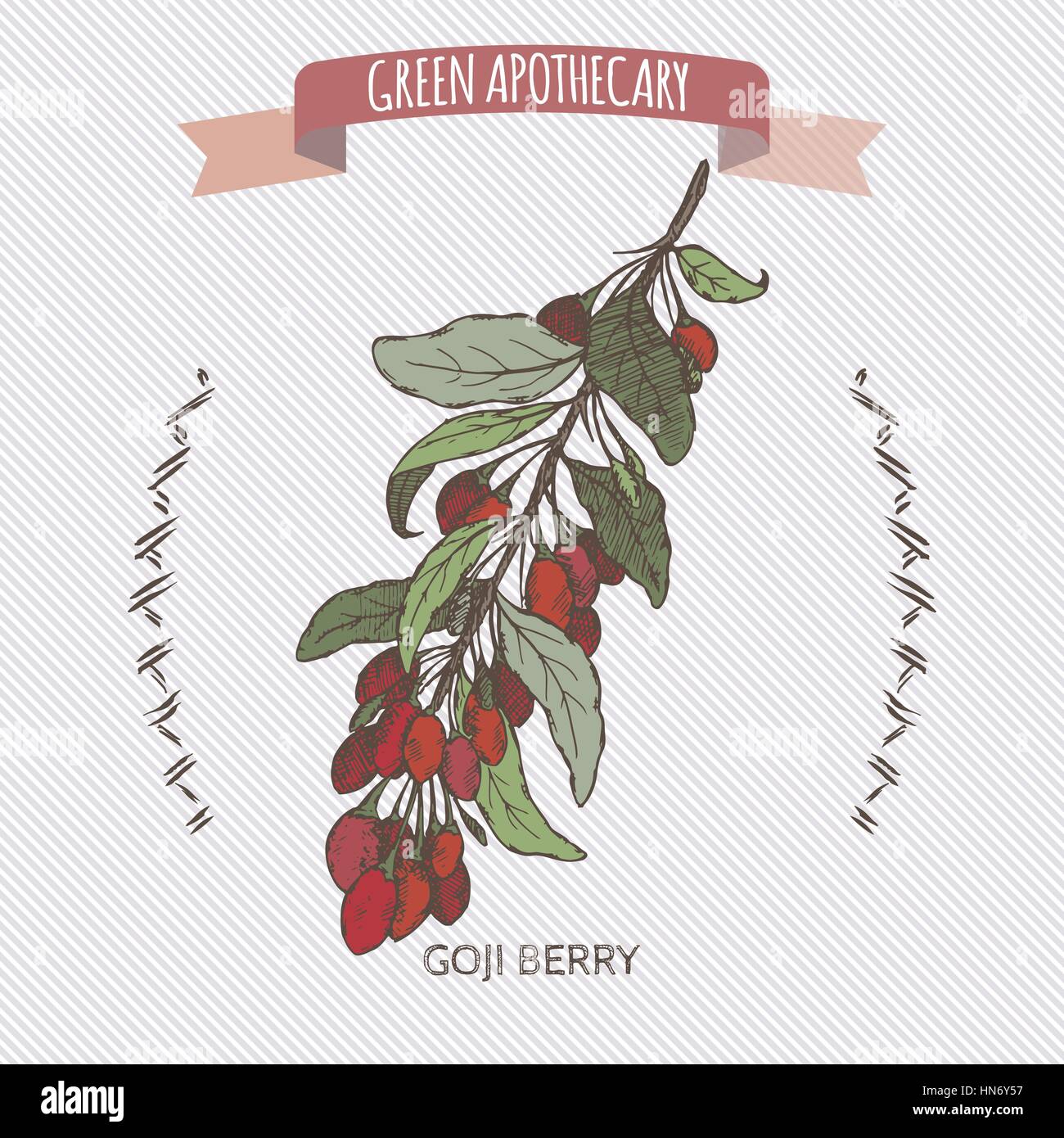 Color Lycium barbarum aka Goji berry sketch Stock Vector Image & Art ...