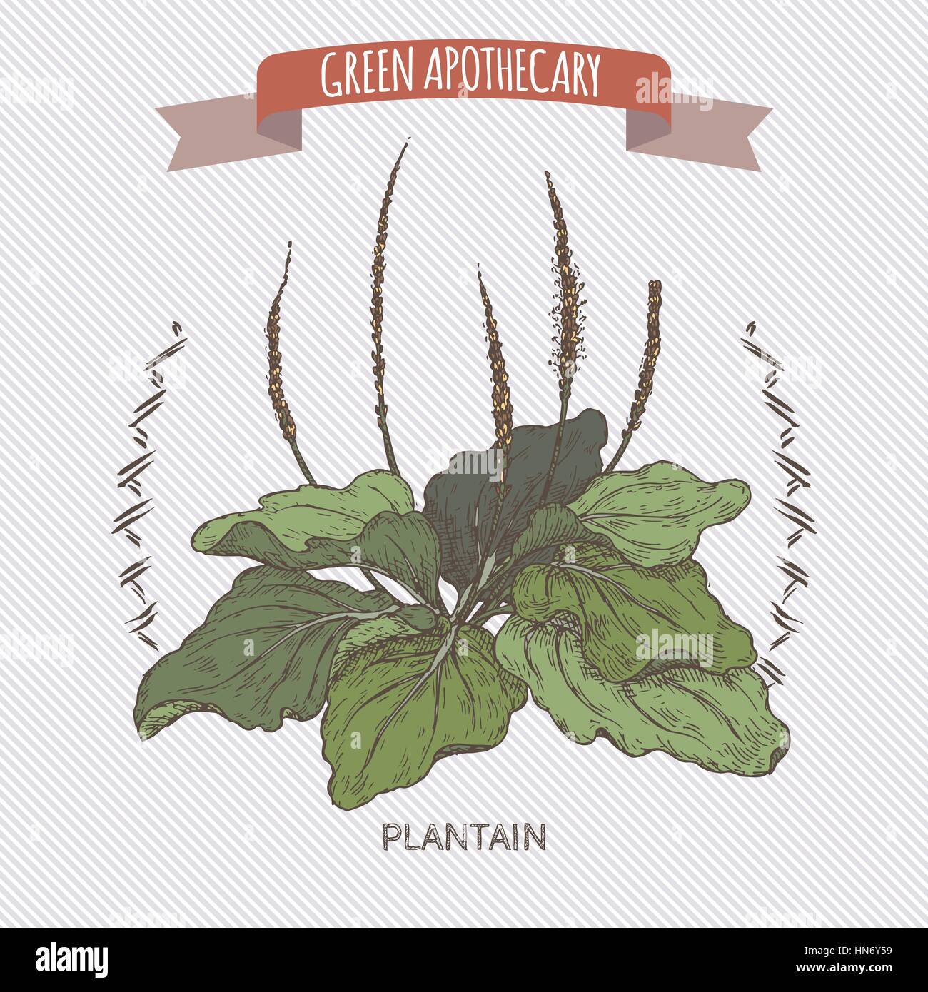 Plantago major aka broadleaf plantain or fleawort color sketch Stock ...