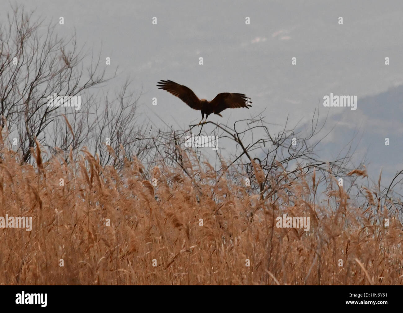 GREECE Peloponnese, A kind of hawk, Circus flying in wetland of ...