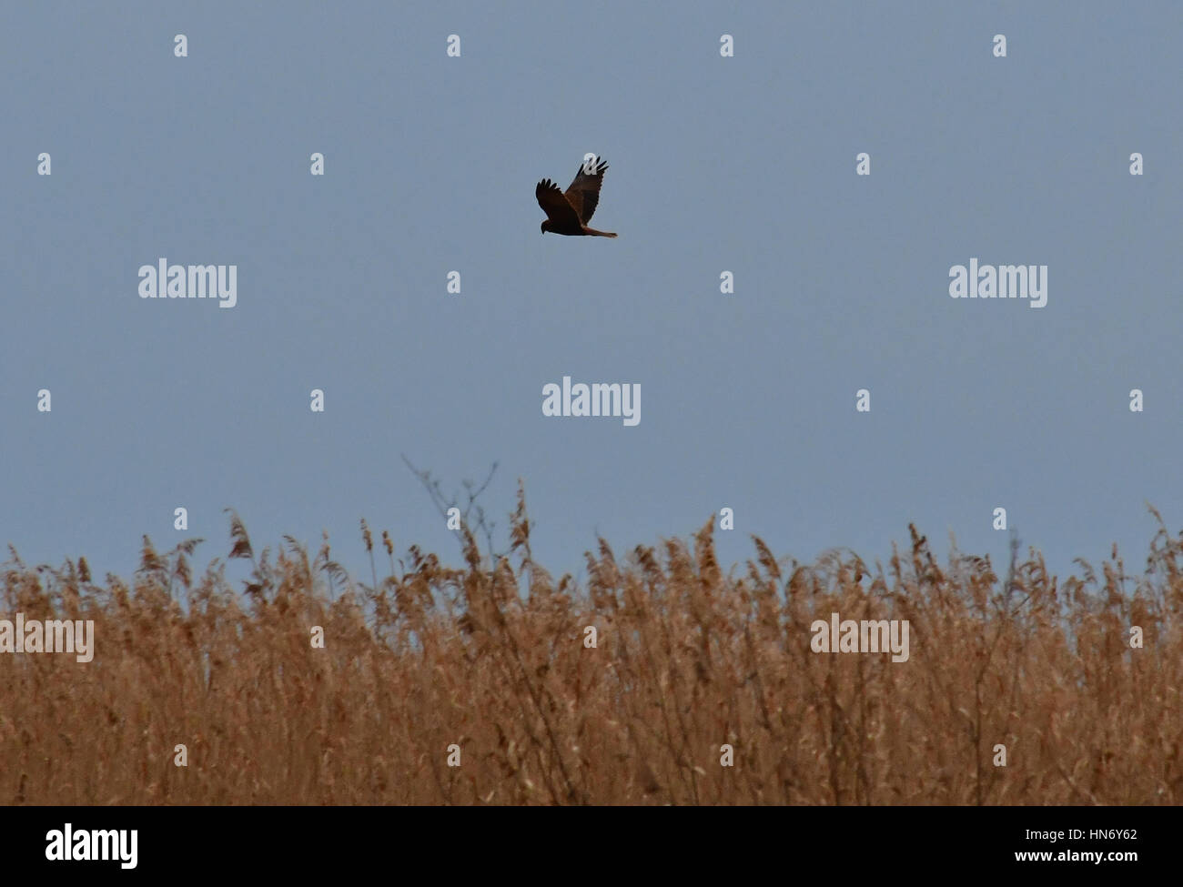 GREECE Peloponnese, A kind of hawk, Circus flying in wetland of ...