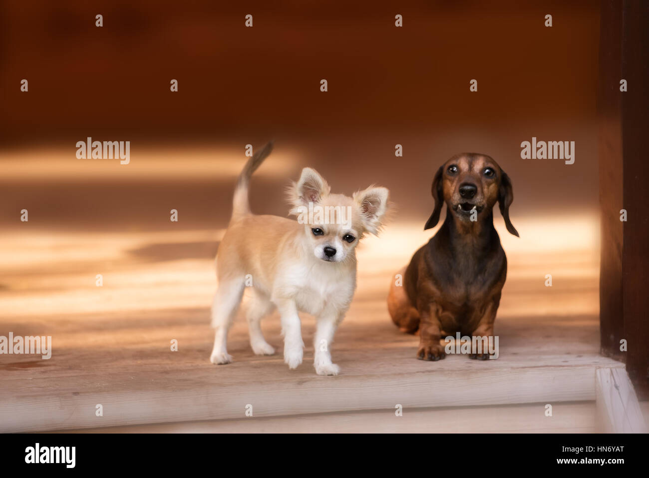 Two dogs Chihuahua and a Dachshund on the doorstep Stock Photo - Alamy