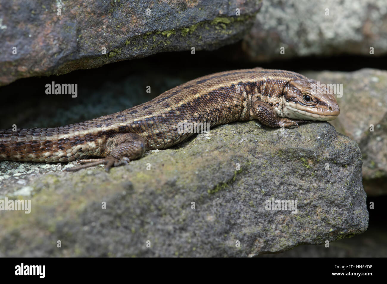 Viviparous Lizard (Zootoca vivipara Stock Photo - Alamy