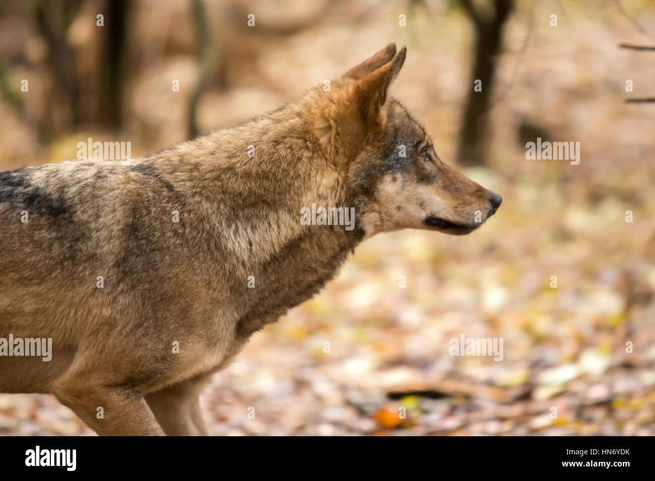 Portrait of a wolf in autumn forest, Lithuania Stock Photo - Alamy