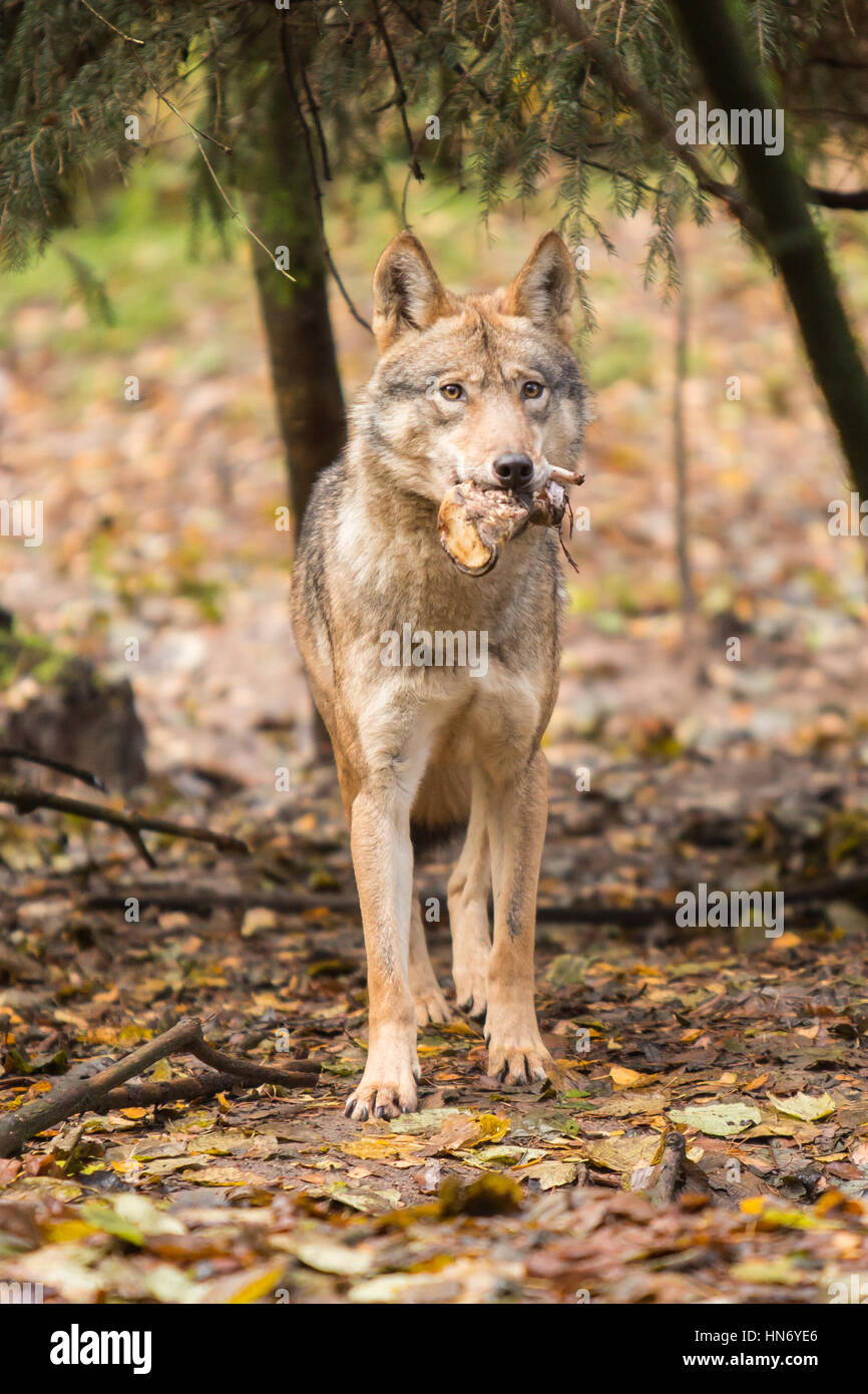Portrait of a wolf in autumn forest, Lithuania Stock Photo - Alamy