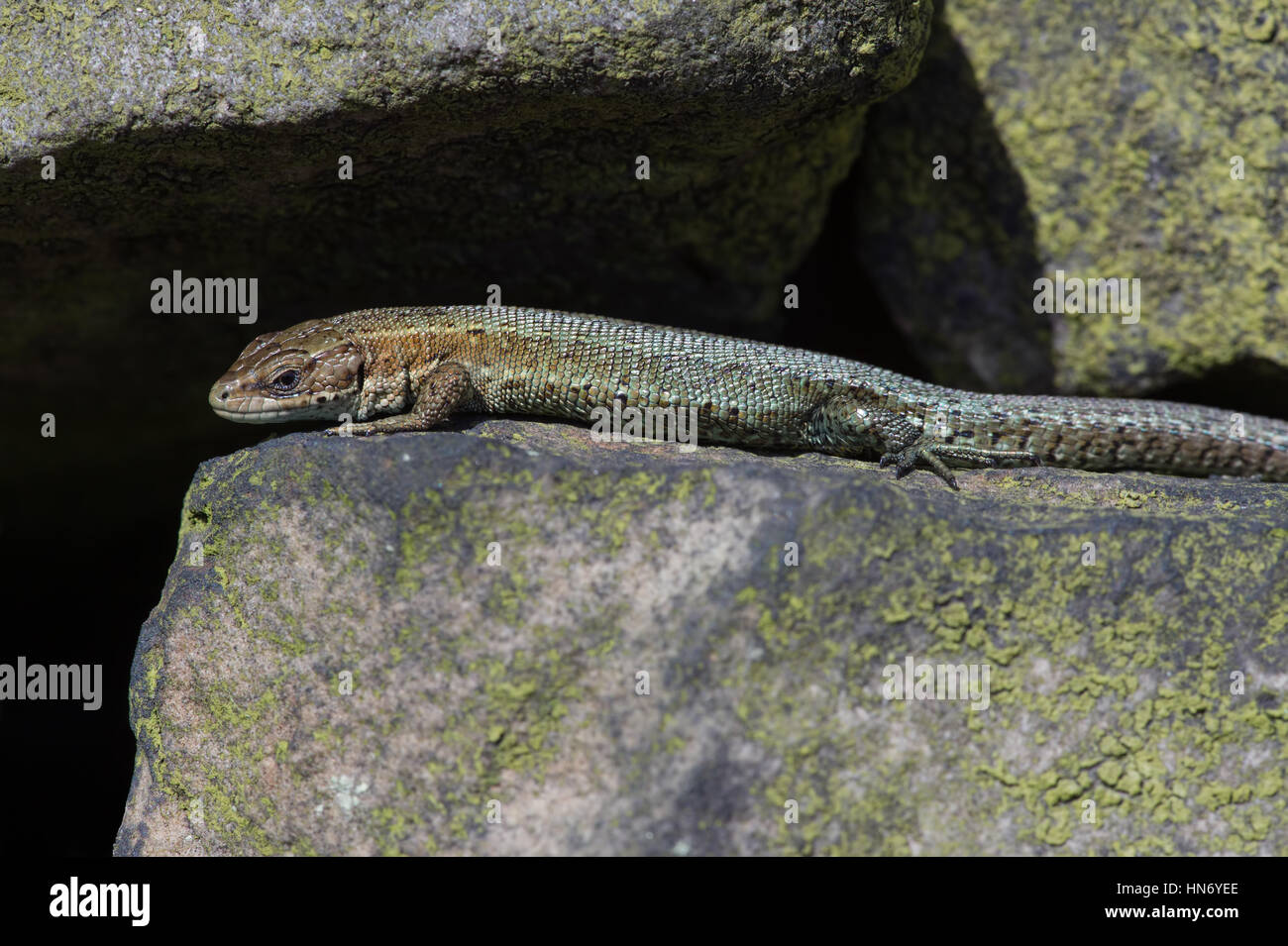 Viviparous Lizard (Zootoca vivipara Stock Photo - Alamy