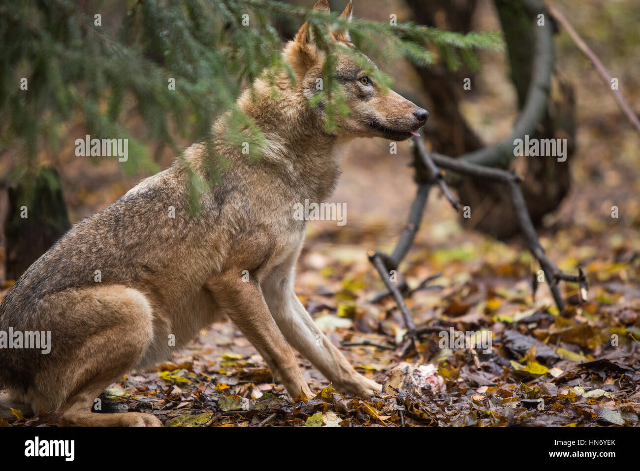 Lithuania Wildlife Stock Photos & Lithuania Wildlife Stock Images - Alamy